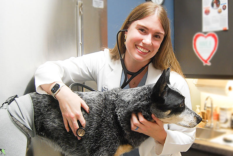 Dr. Carly Straight | Blue Springs Animal Hospital